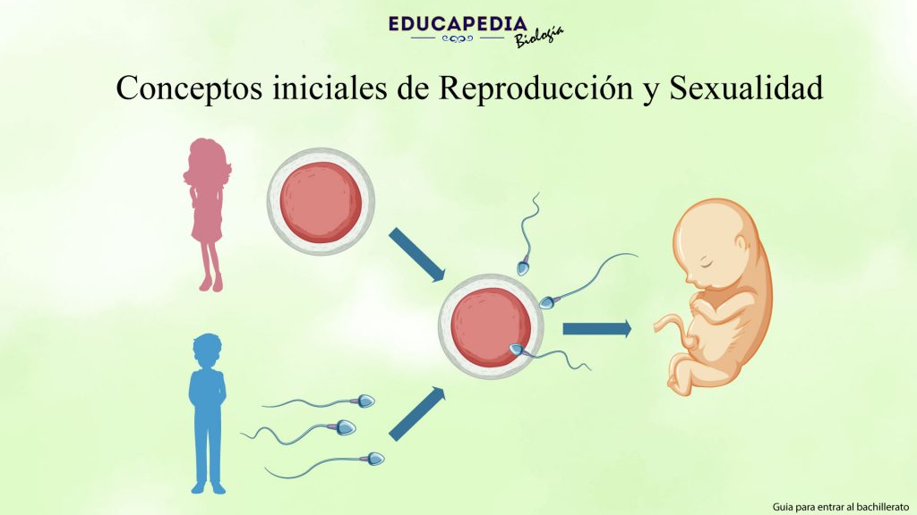 Conceptos iniciales de Reproducción y Sexualidad - Educapedia