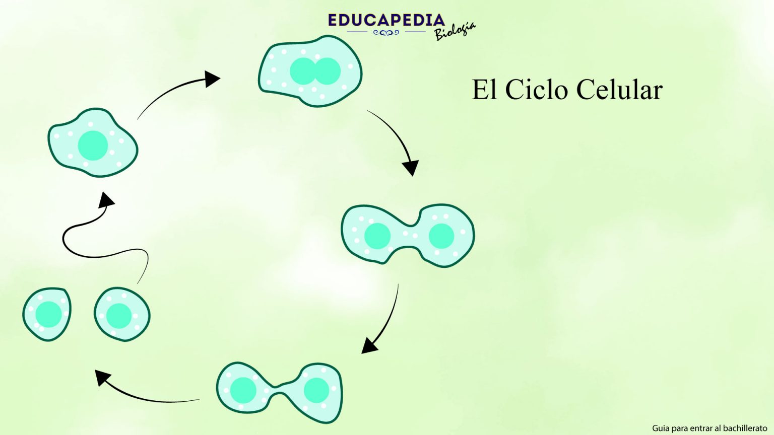 El Ciclo Celular - Educapedia