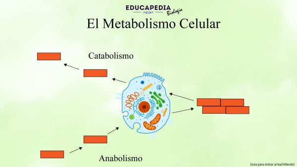 El Metabolismo Celular - Educapedia