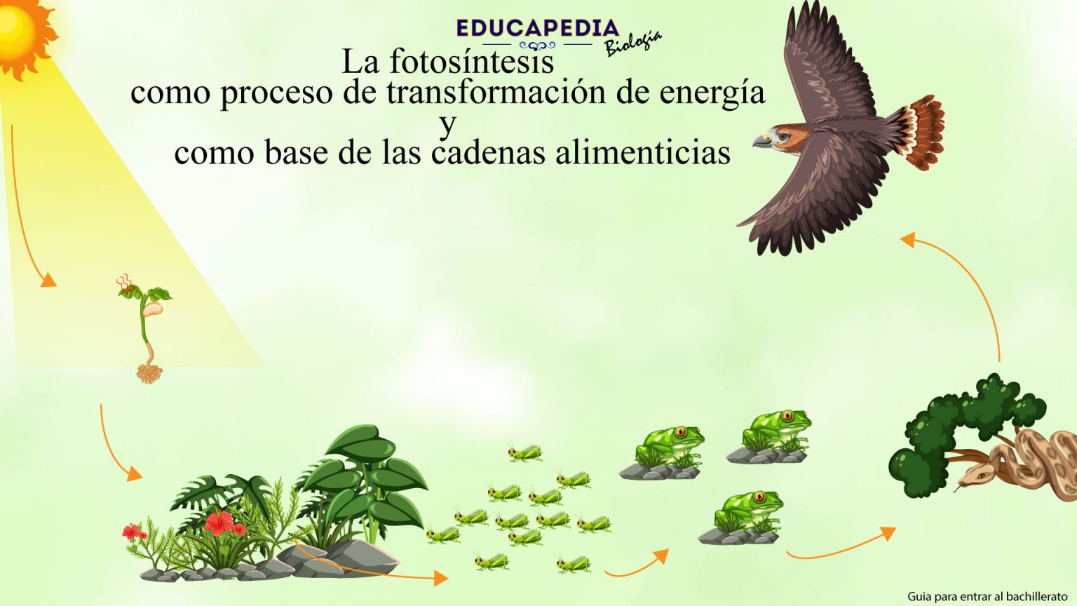 La Fotosíntesis como proceso de Transformación de Energía y como Base ...