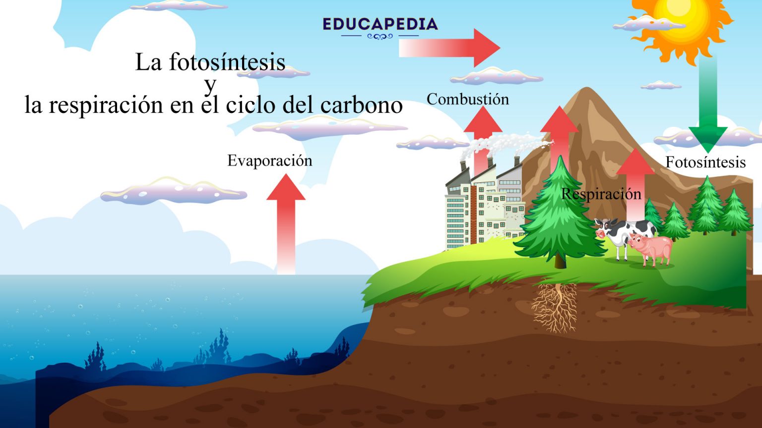La Fotosíntesis y la Respiración en el ciclo del Carbono - Educapedia
