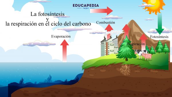 La Fotosíntesis y la Respiración en el ciclo del Carbono - Educapedia