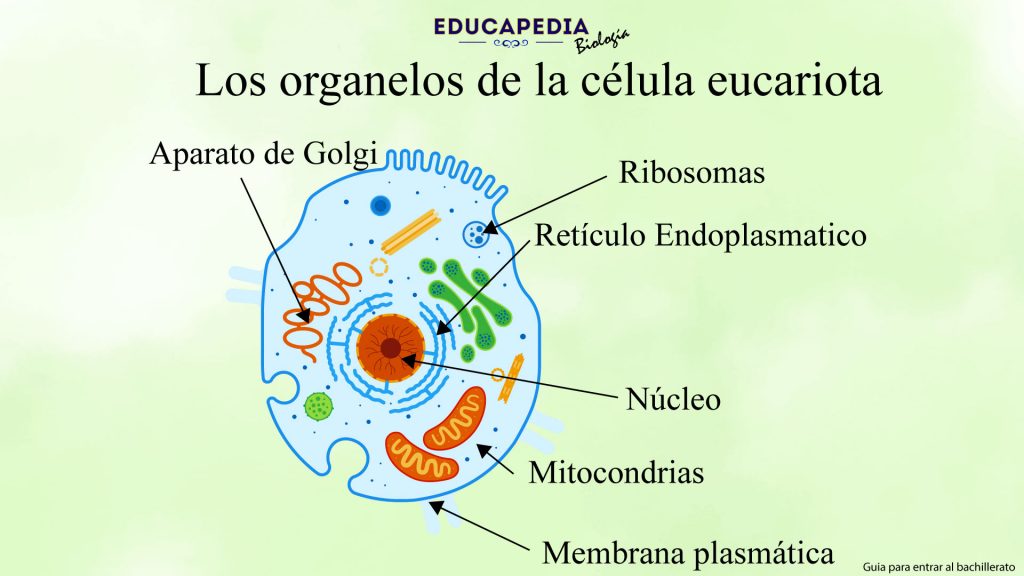 Los Organelos de la Célula Eucariota - Educapedia