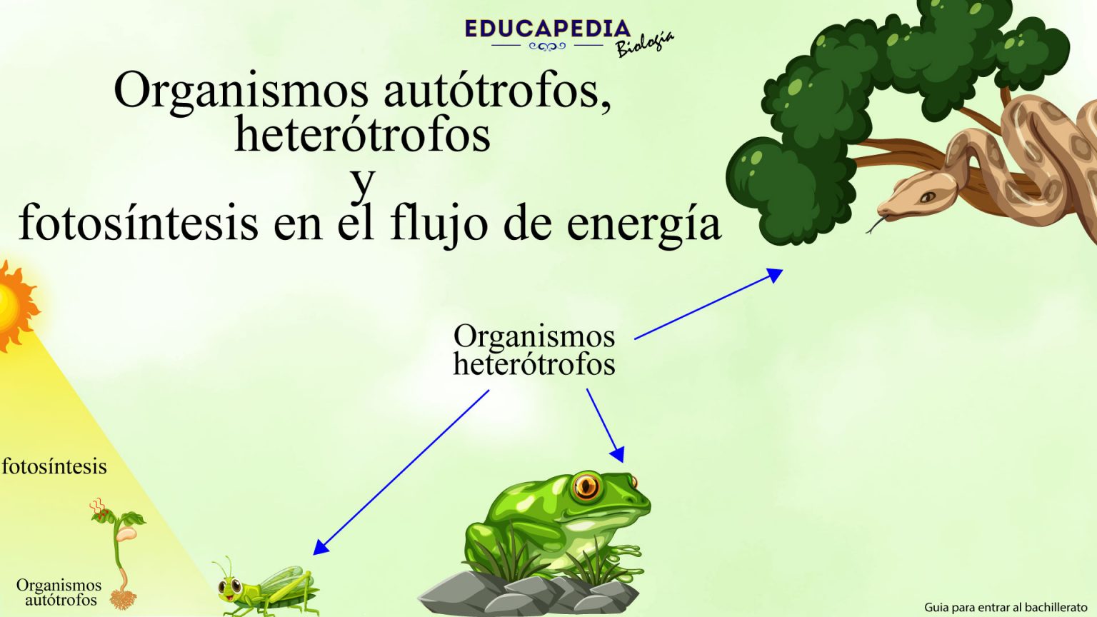 Organismos Autótrofos, Heterótrofos y Fotosíntesis en el Flujo de ...