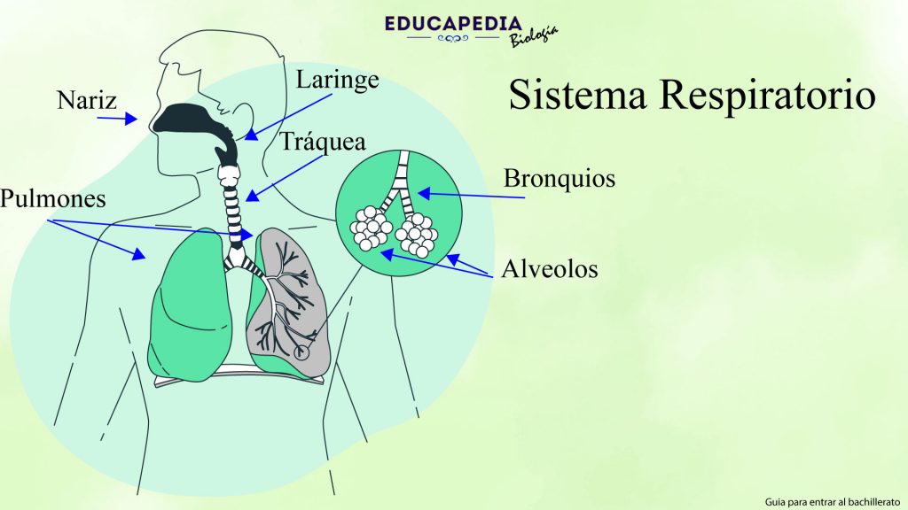 El Sistema Respiratorio - Educapedia