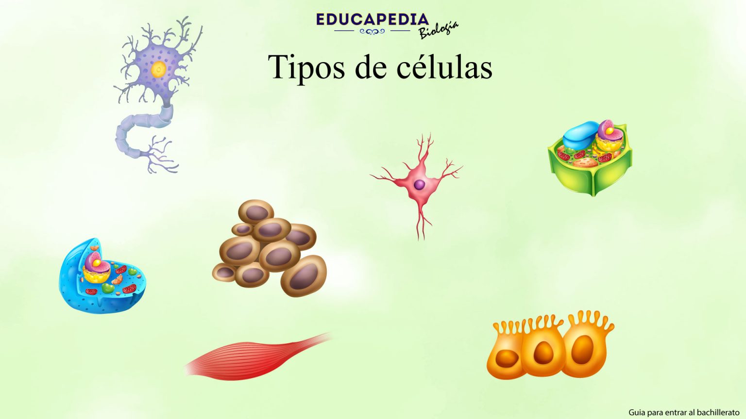 Tipos de Células - Educapedia