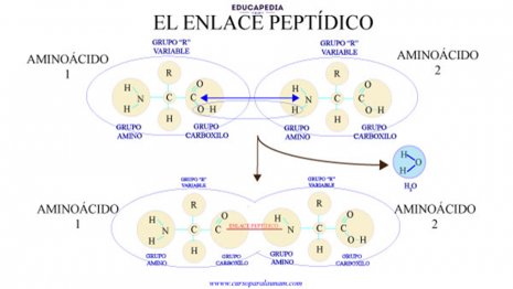 ENLACE PEPTÍDICO - Educapedia
