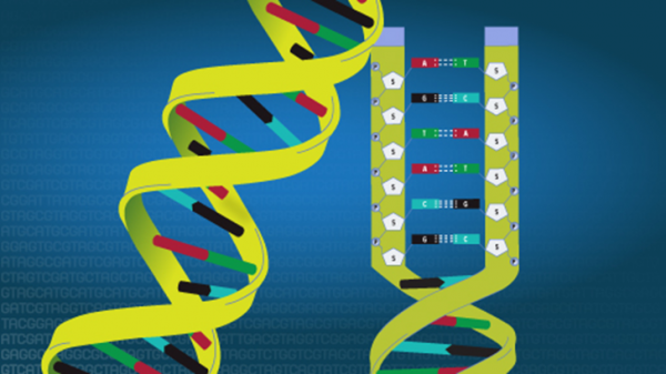 Estructura y Funciones del ADN - Educapedia