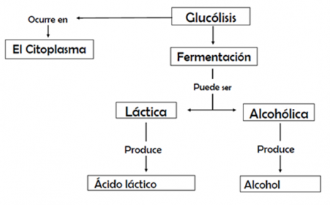 FERMENTACIÓN LÁCTICA Y FERMENTACIÓN ALCOHÓLICA - Educapedia