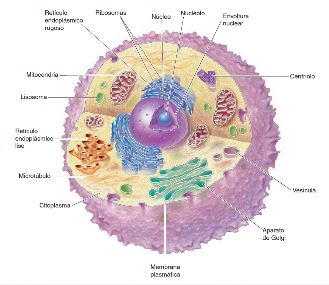 ESTRUCTURA Y FUNCIÓN DE LOS ORGANELOS CELULARES - Educapedia